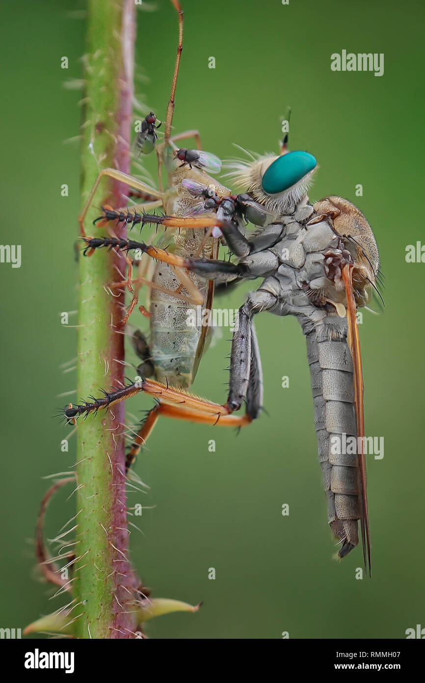 Robber Fly Behaviour High Resolution Stock Photography and Images - Alamy