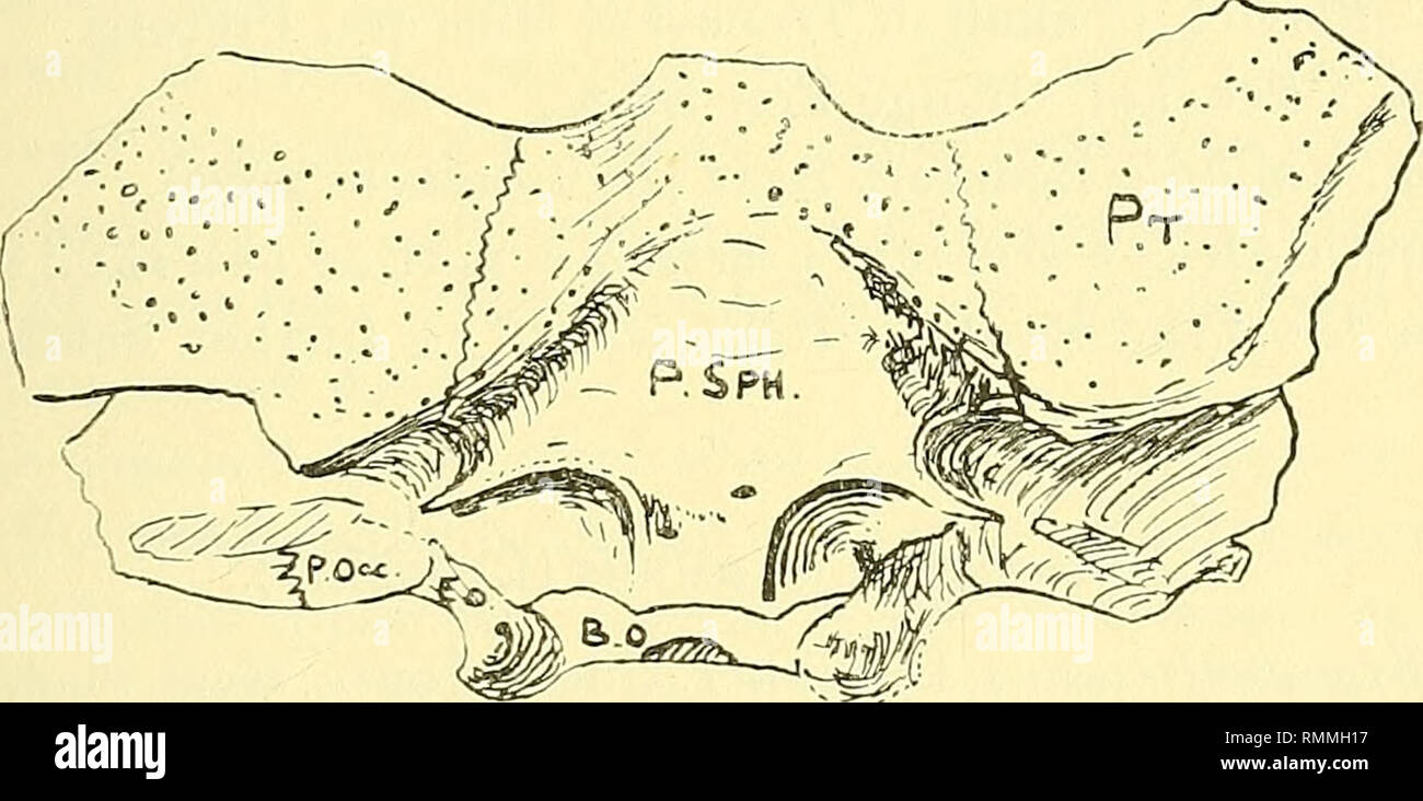 . Annals of the South African Museum = Annale van die Suid-Afrikaanse ...