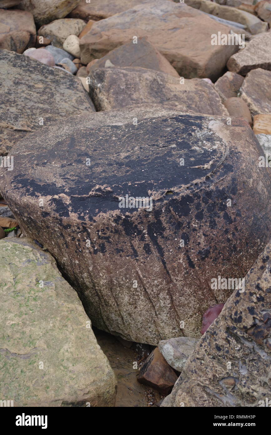 Lepidodendron Tree Trunk Fossil. Scottish Carboniferous Geology Exposed ...