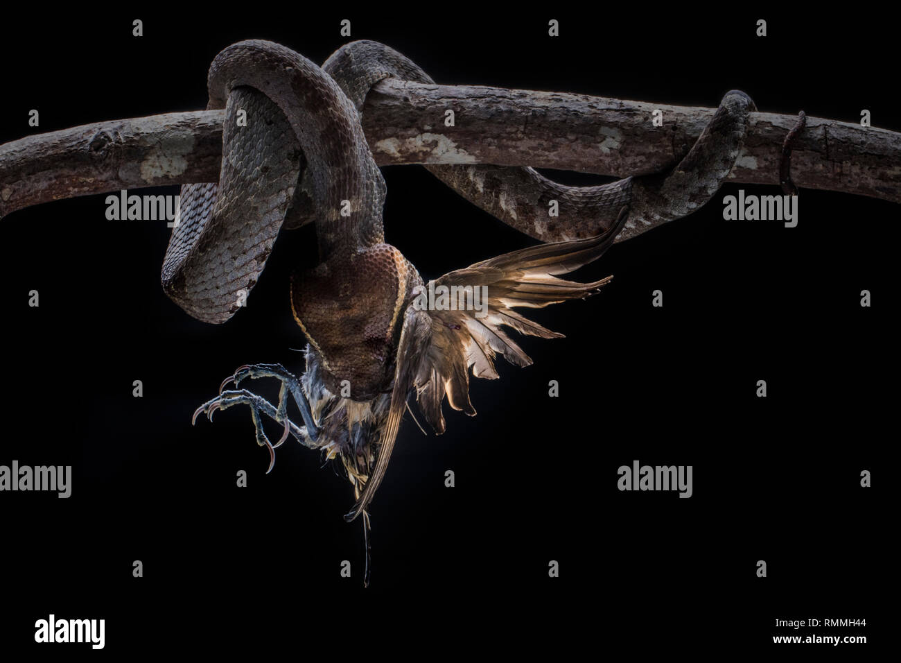 Viper eating a bird, Indonesia Stock Photo - Alamy