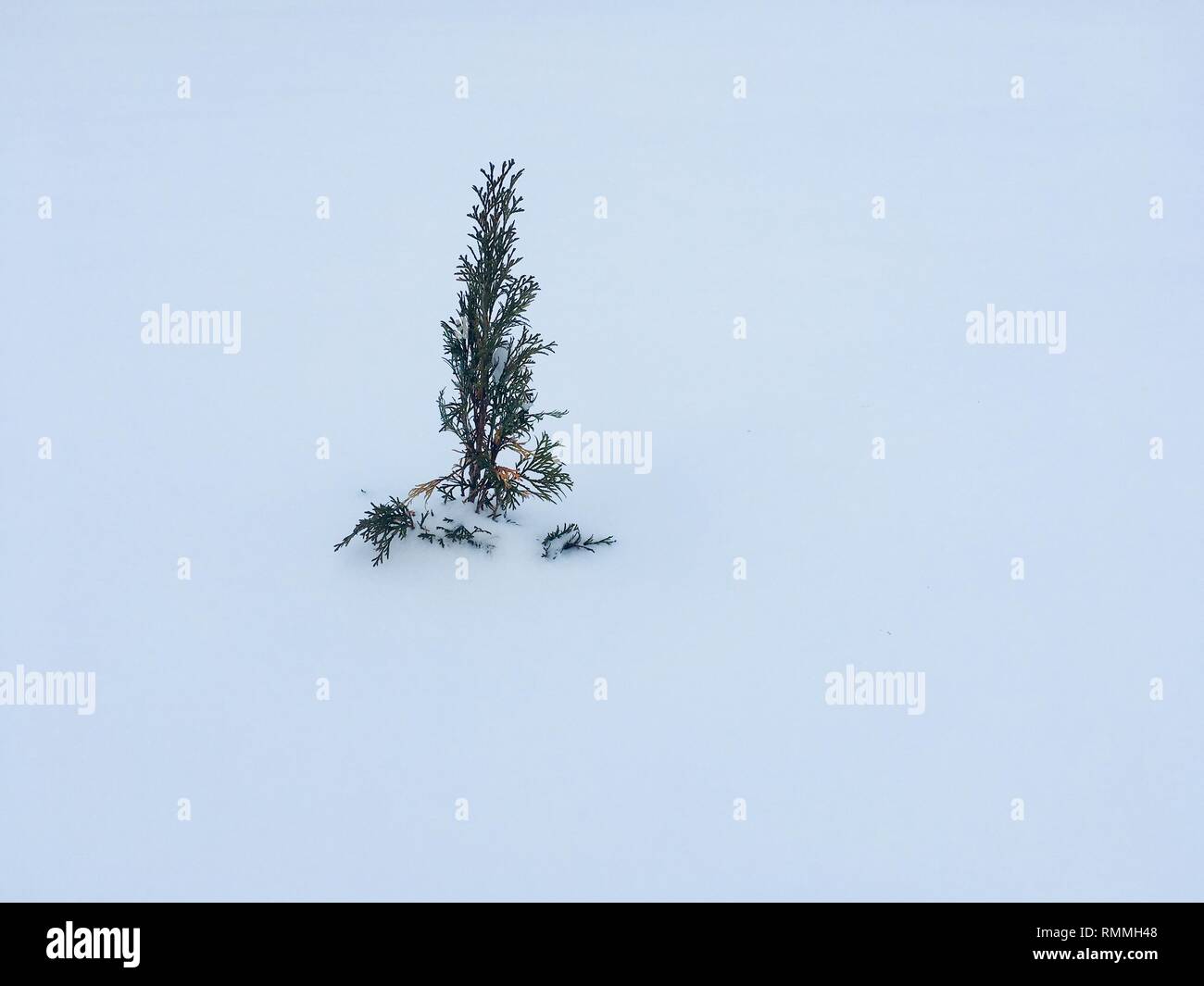 Conifer seedling in the snow, Bosnia and Herzegovina Stock Photo - Alamy