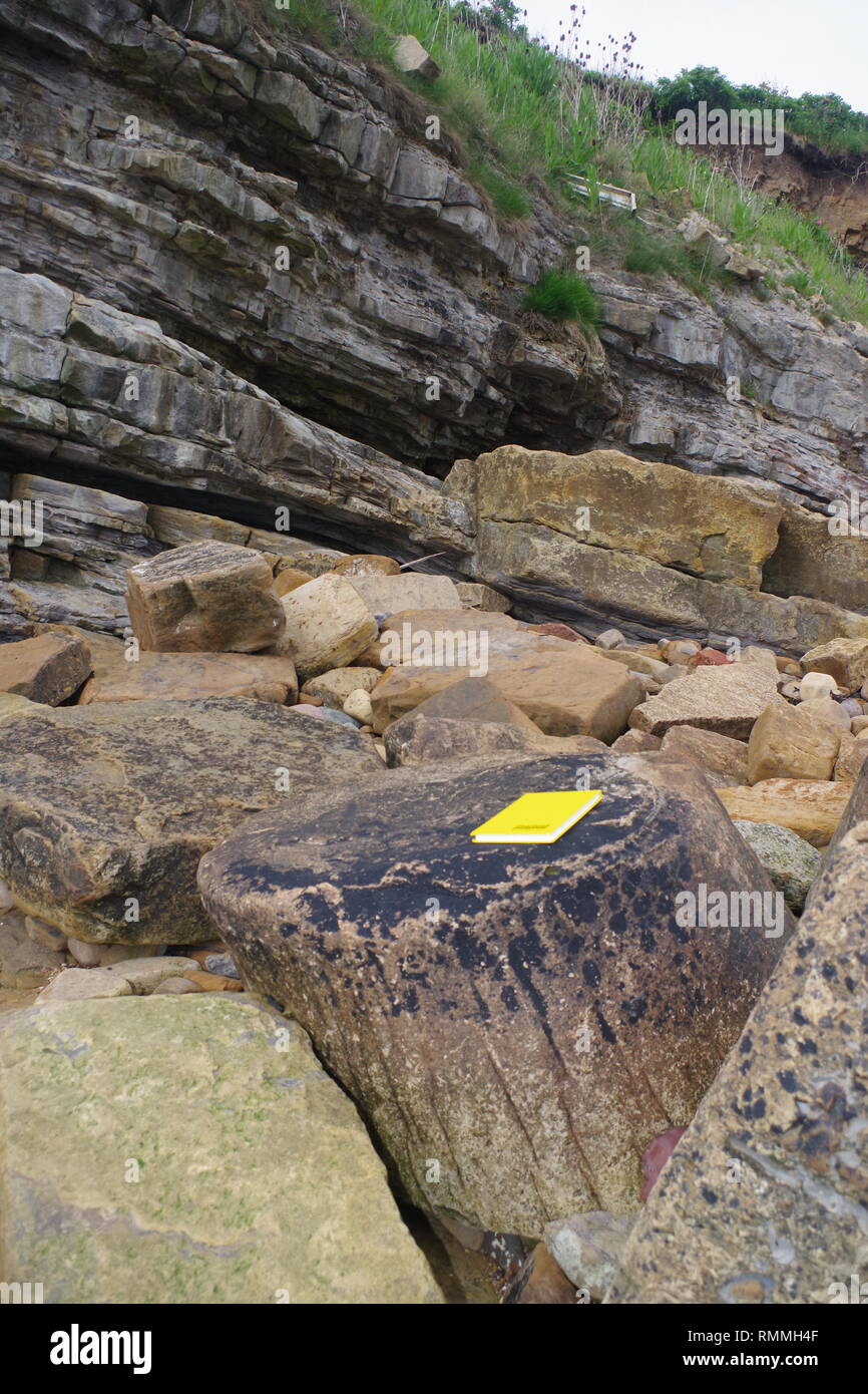 Lepidodendron Tree Trunk Fossil. Scottish Carboniferous Geology Exposed ...