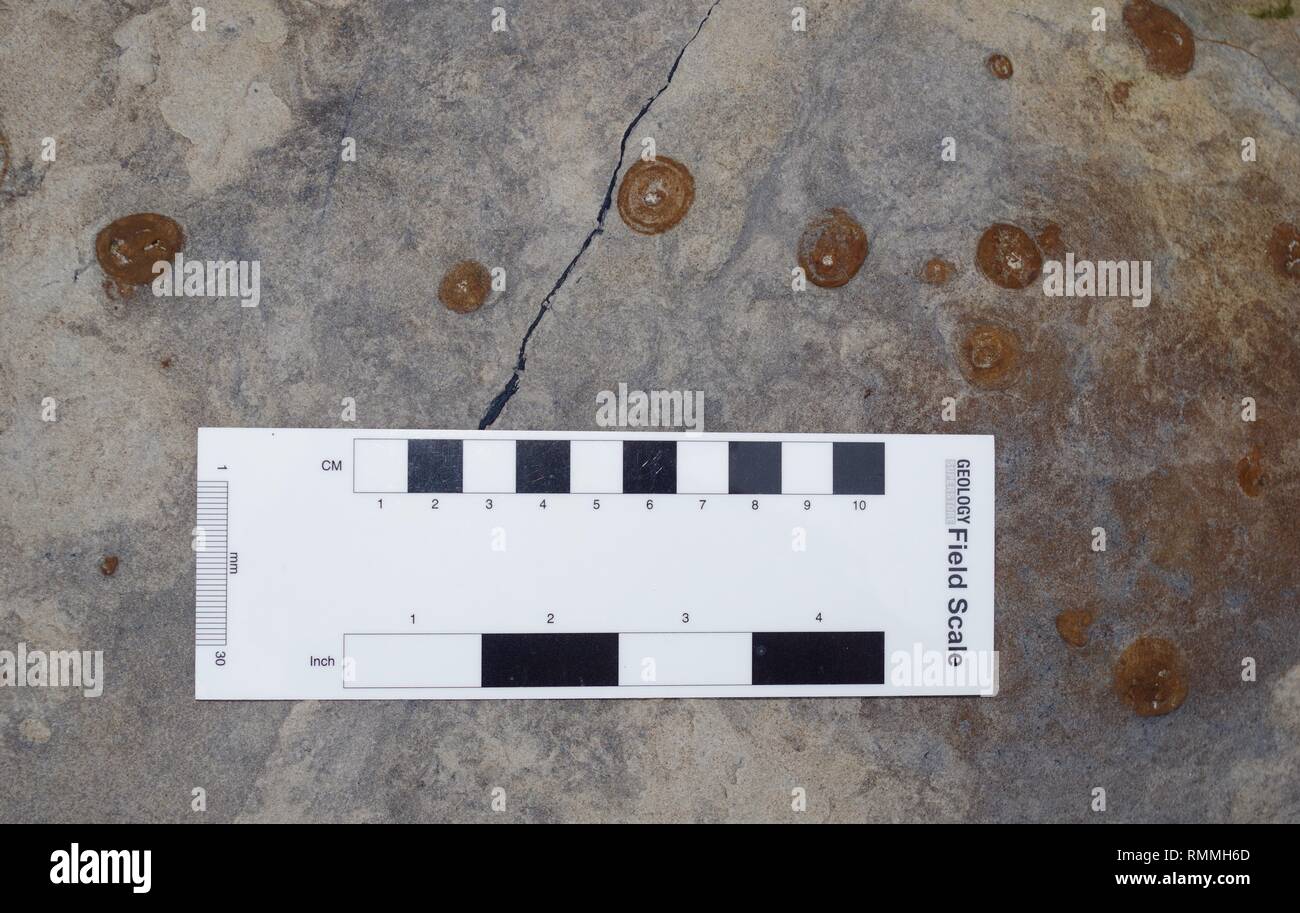 Icnofacies hi-res stock photography and images - Alamy