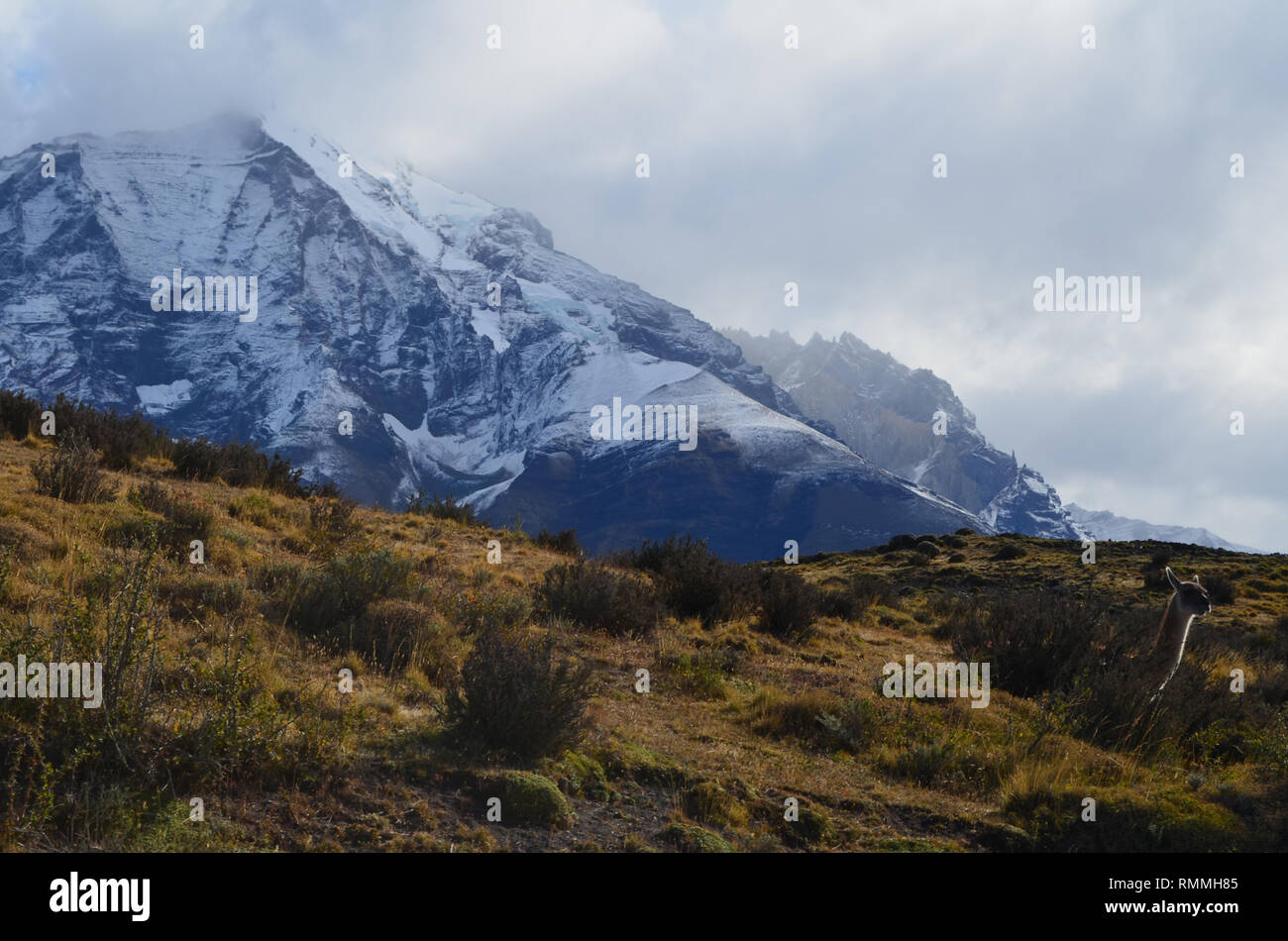 Guanaco (Lama guanicoe) in Torres del Paine National Park, Chilean ...