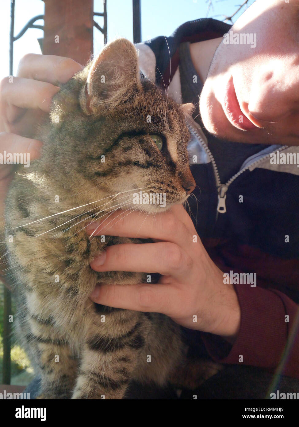 Man stroking a cat hi-res stock photography and images - Alamy