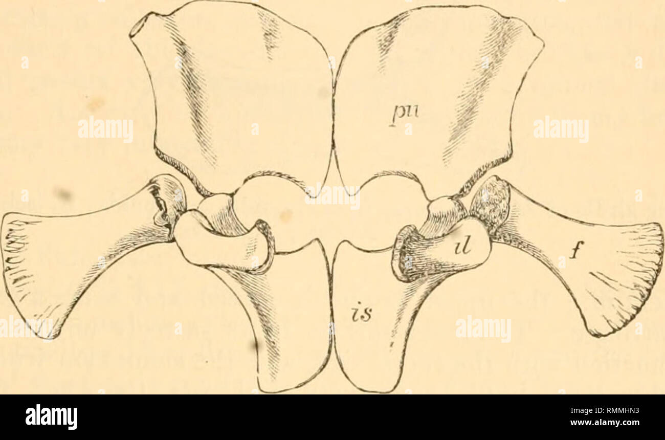 Pelvic girdles hi-res stock photography and images - Alamy