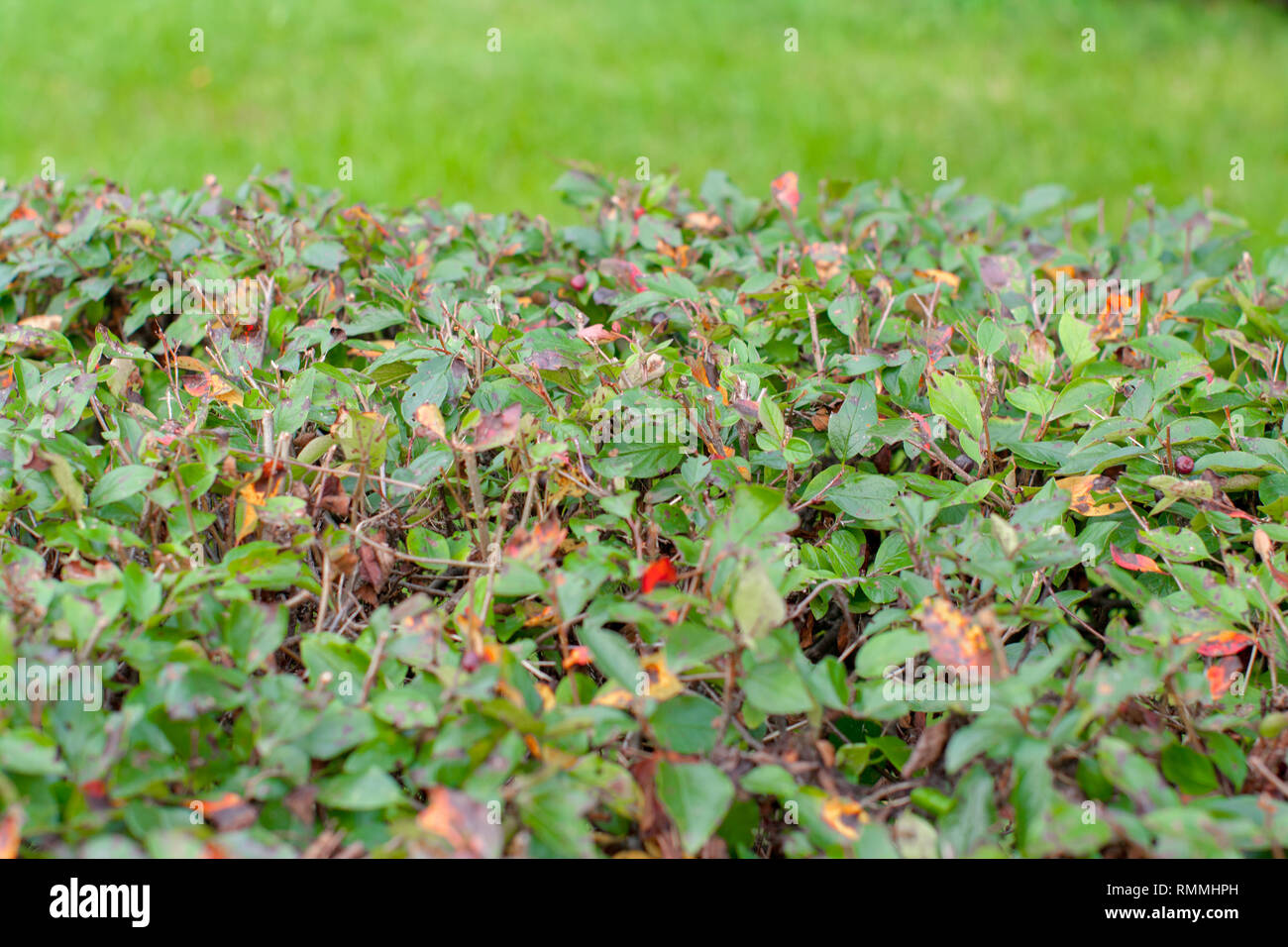 Blurred green bush or wall of shrubs, nature, garden, spring and summer ...