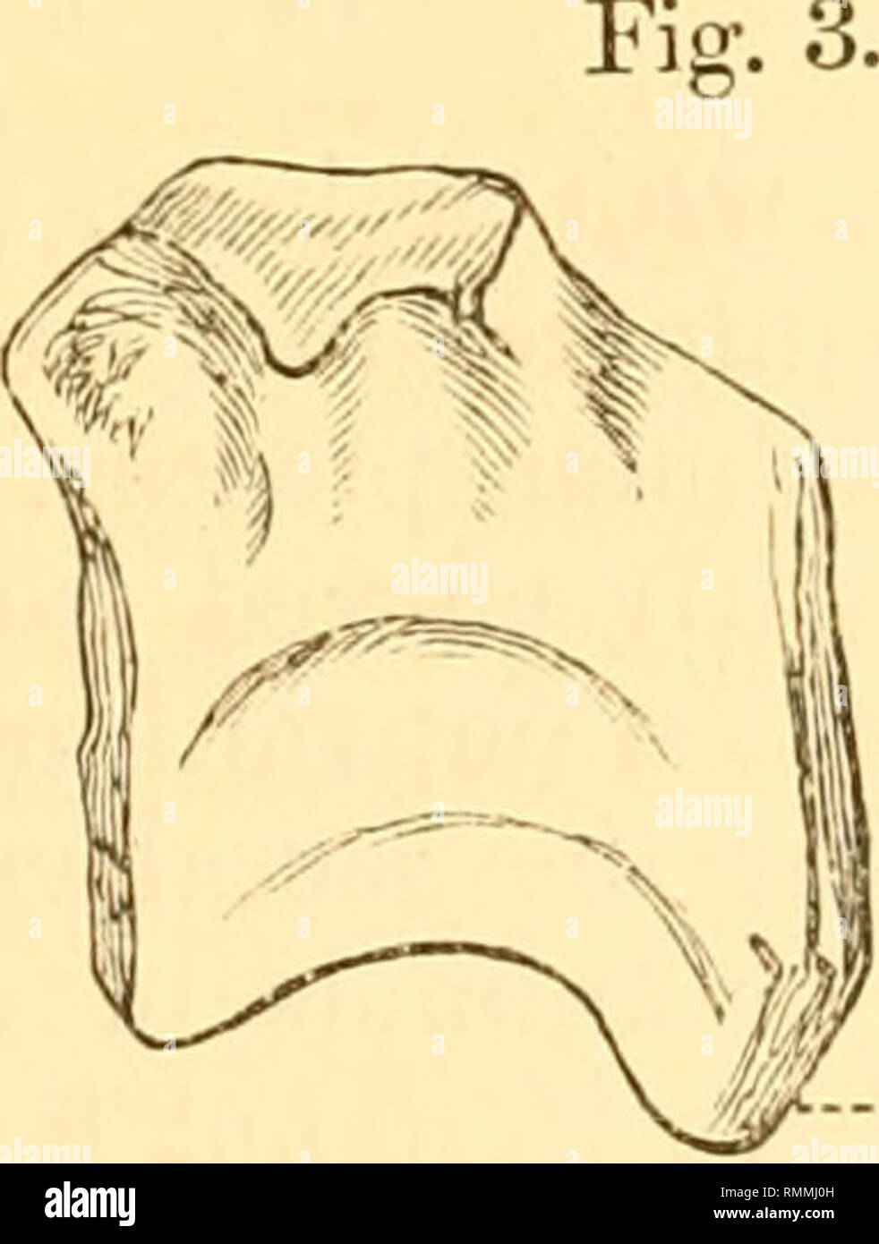 . The Annals and magazine of natural history; zoology, botany, and ...