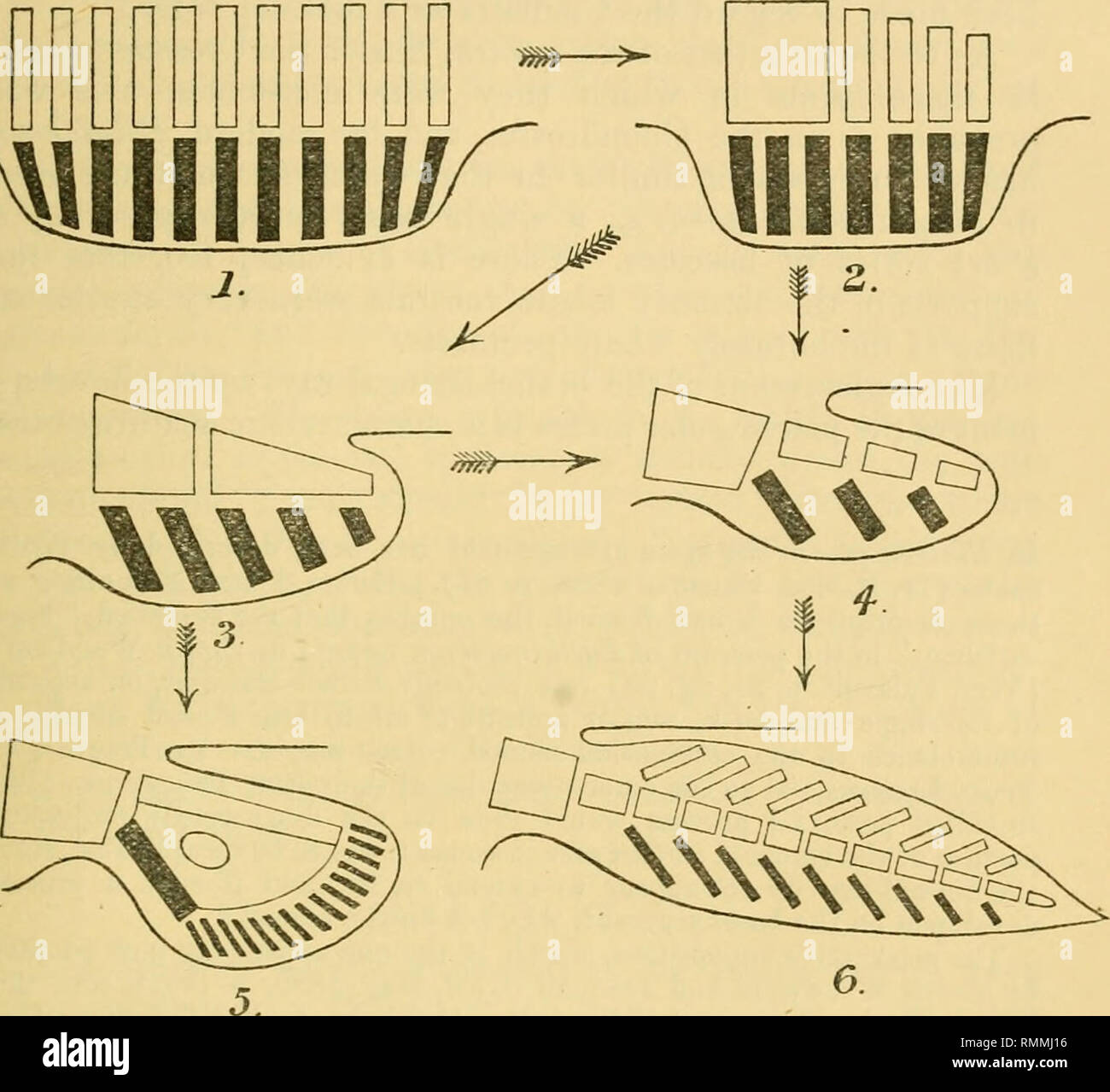 . The Annals and magazine of natural history; zoology, botany, and ...