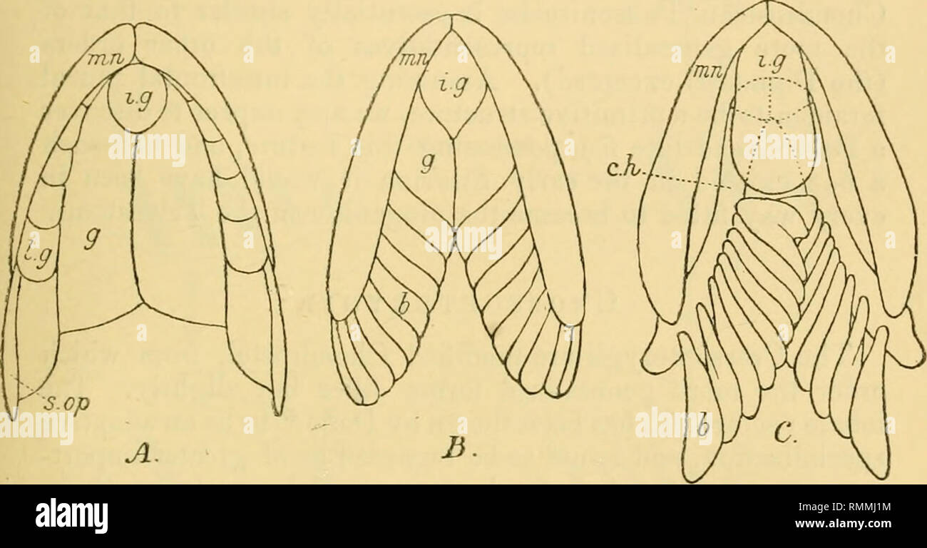 Teleostomi hi-res stock photography and images - Alamy