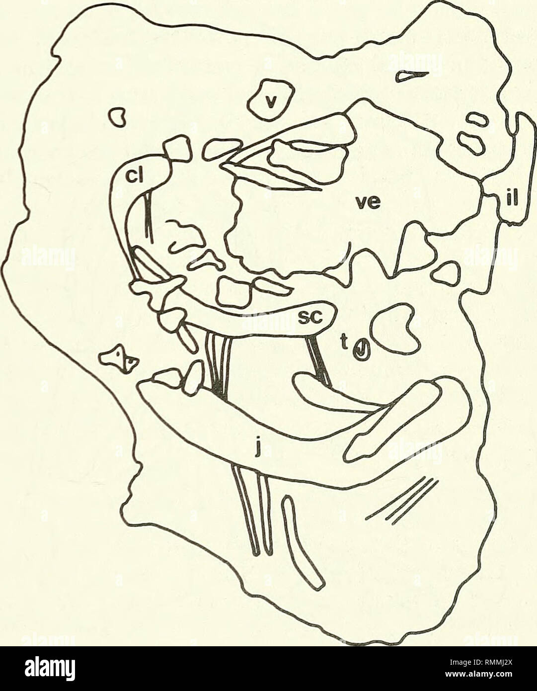 . Annals of the South African Museum = Annale van die Suid-Afrikaanse ...