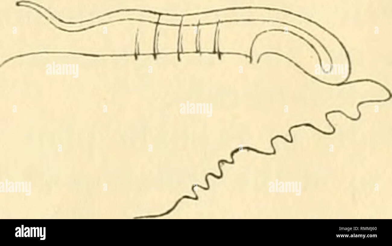 . The Annals and magazine of natural history; zoology, botany, and ...