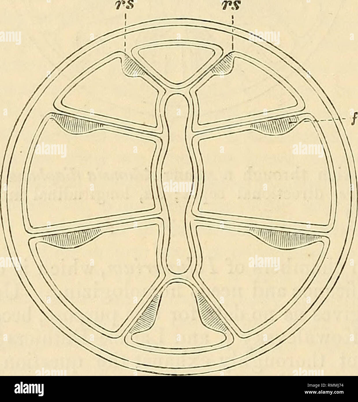 Polyparium ambulans hi-res stock photography and images - Alamy