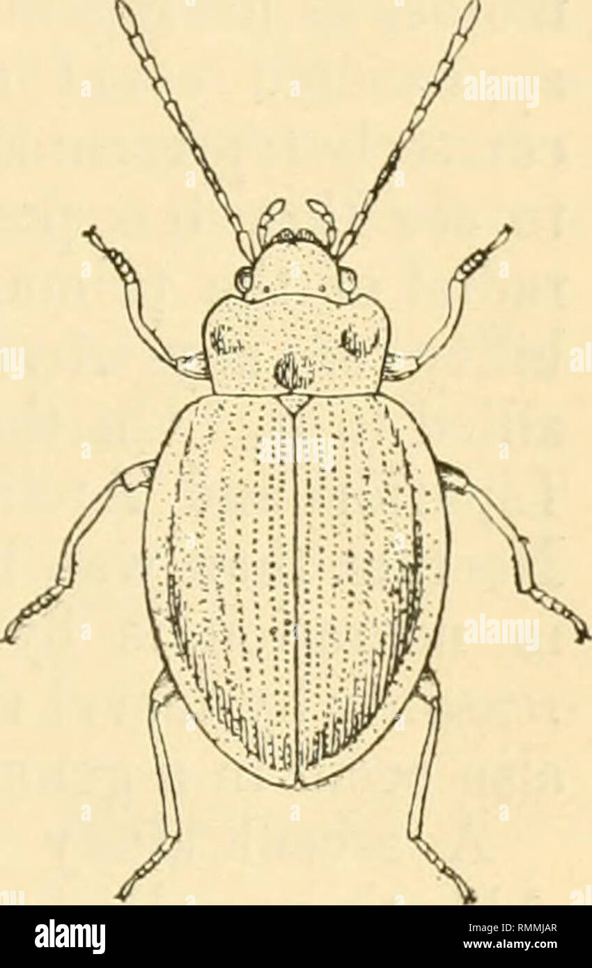 Silpha atrata hi-res stock photography and images - Alamy