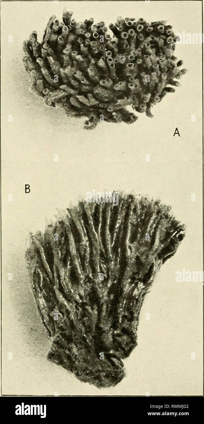 Cephalodiscus densus hi-res stock photography and images - Alamy