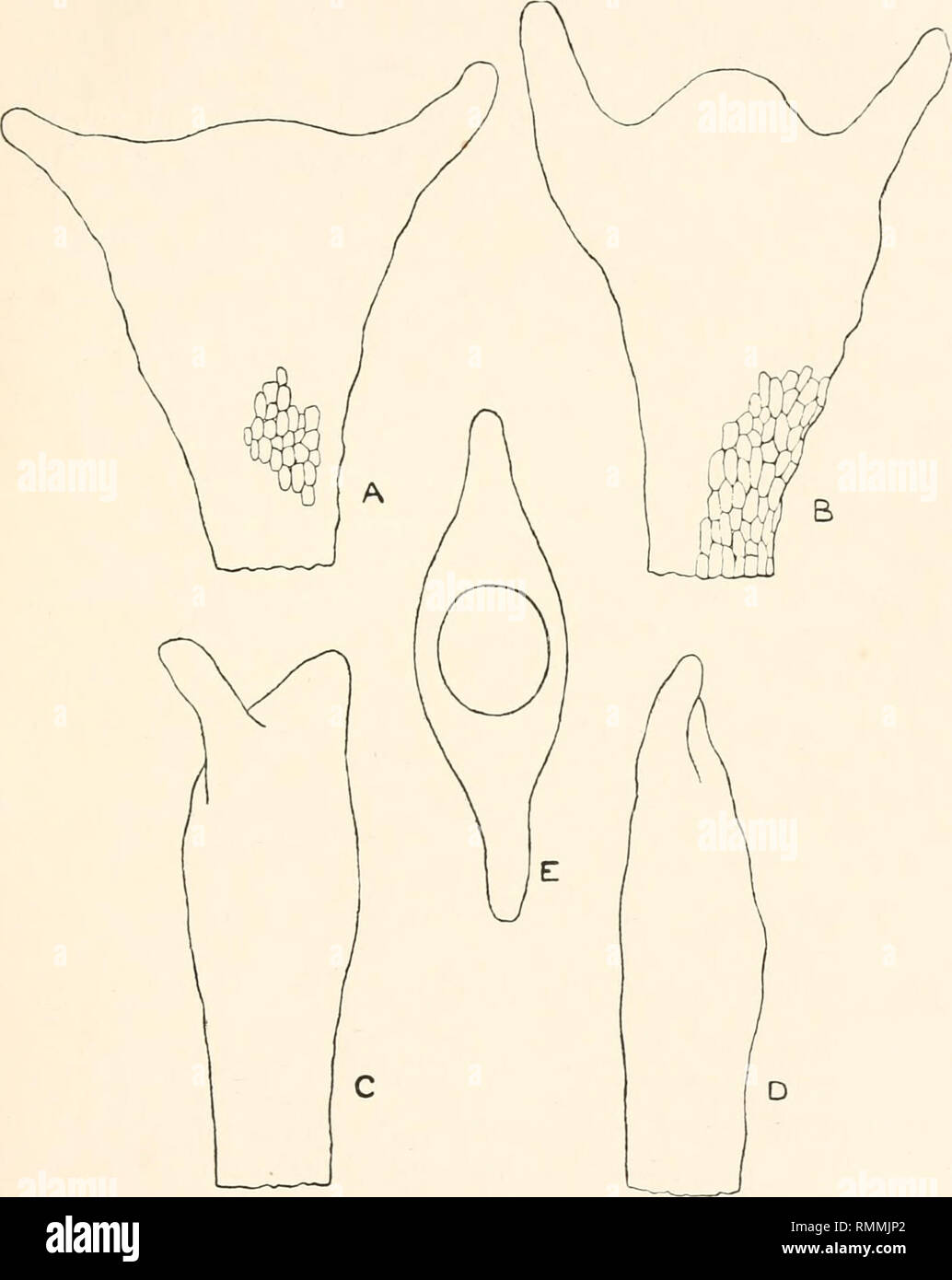 C bicornis hi-res stock photography and images - Alamy