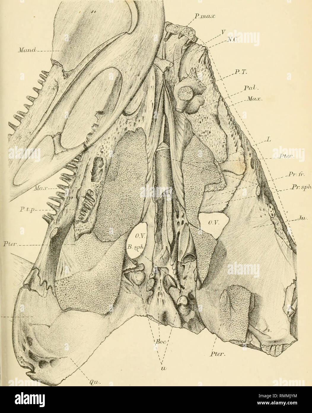 Anthracosaurus hi-res stock photography and images - Alamy