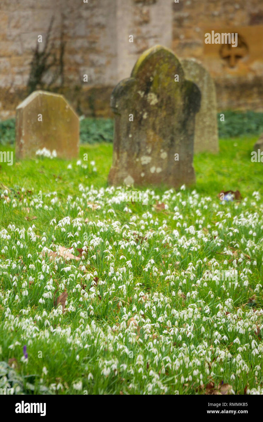 Snowdrops cemetery hi-res stock photography and images - Alamy