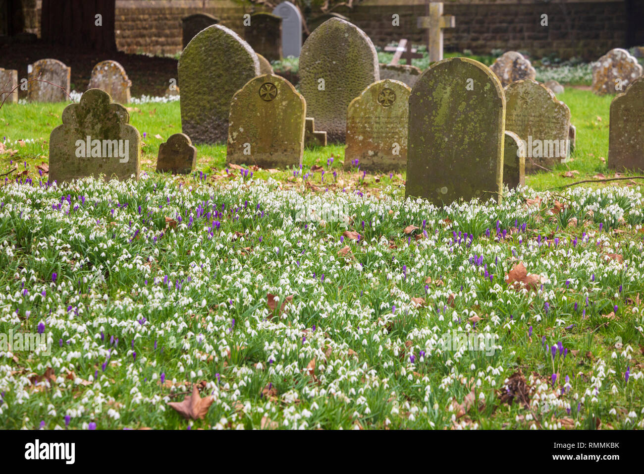 Headstones and snowdrops hi-res stock photography and images - Alamy