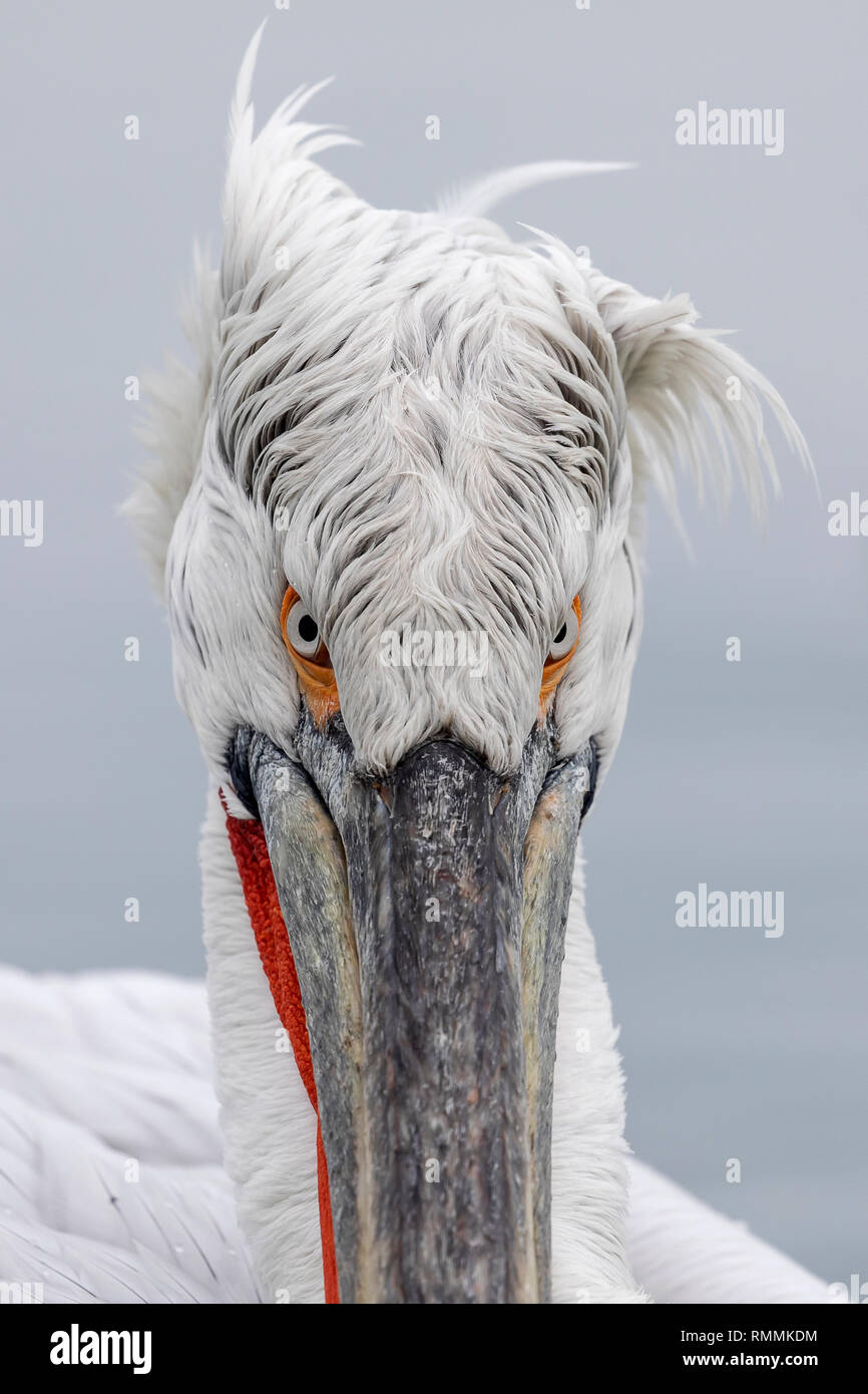 Pelican hair hi-res stock photography and images - Alamy