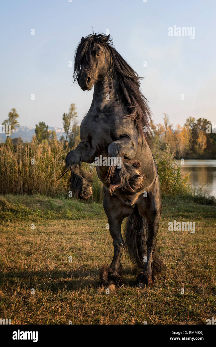 Friesian horse rearing hi-res stock photography and images - Alamy