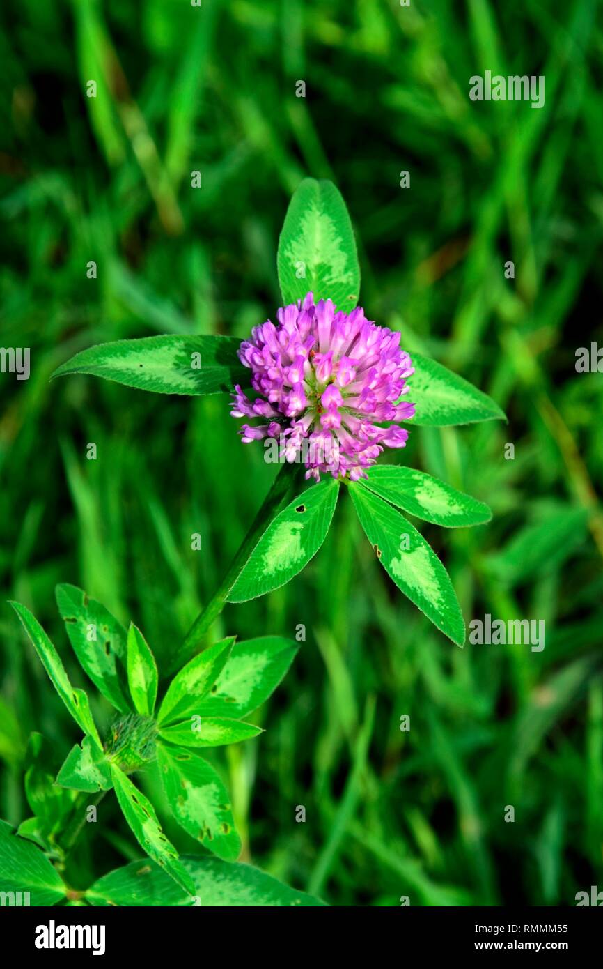 Purple trefoil hi-res stock photography and images - Alamy