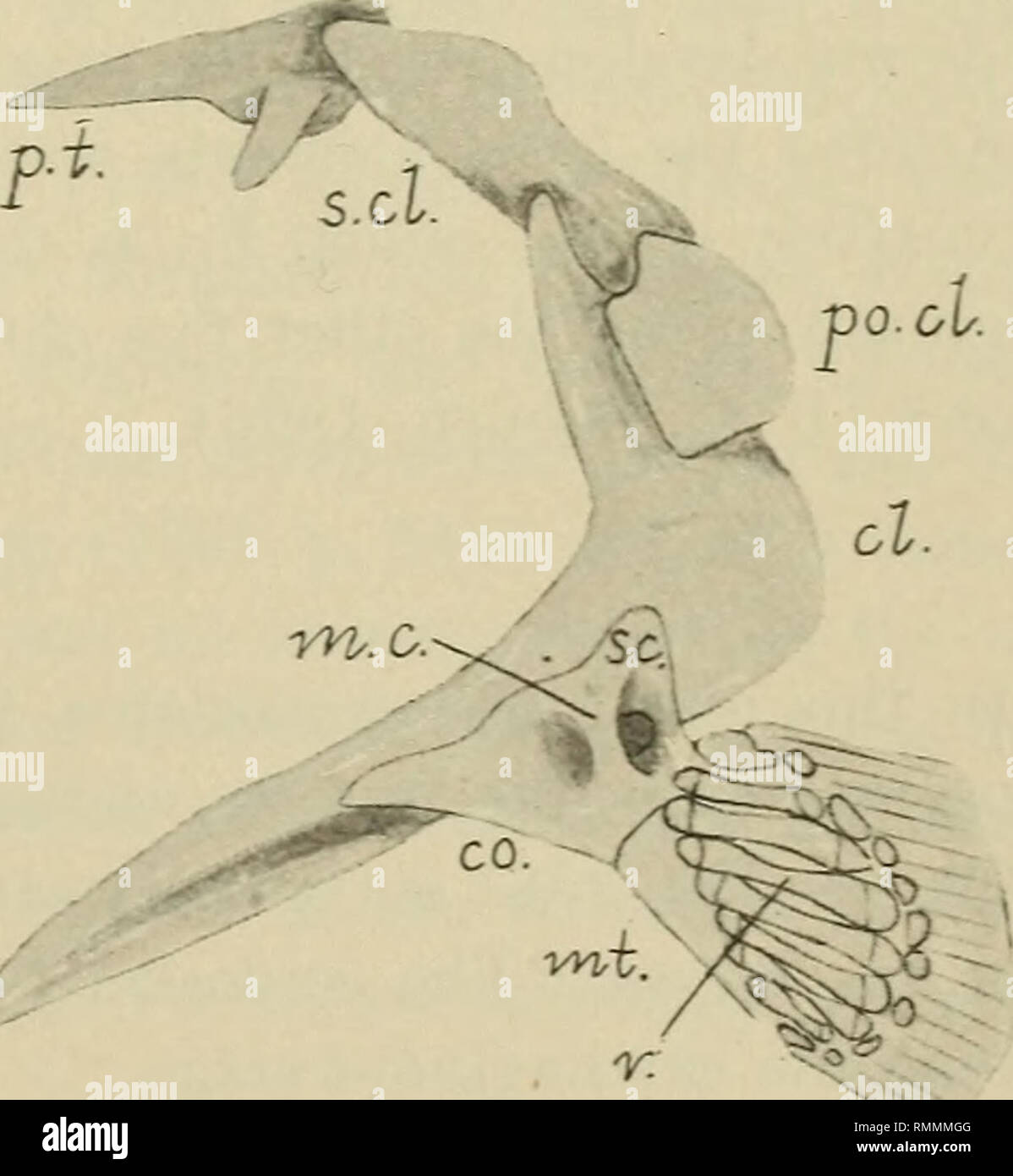 Supra side view hi-res stock photography and images - Alamy