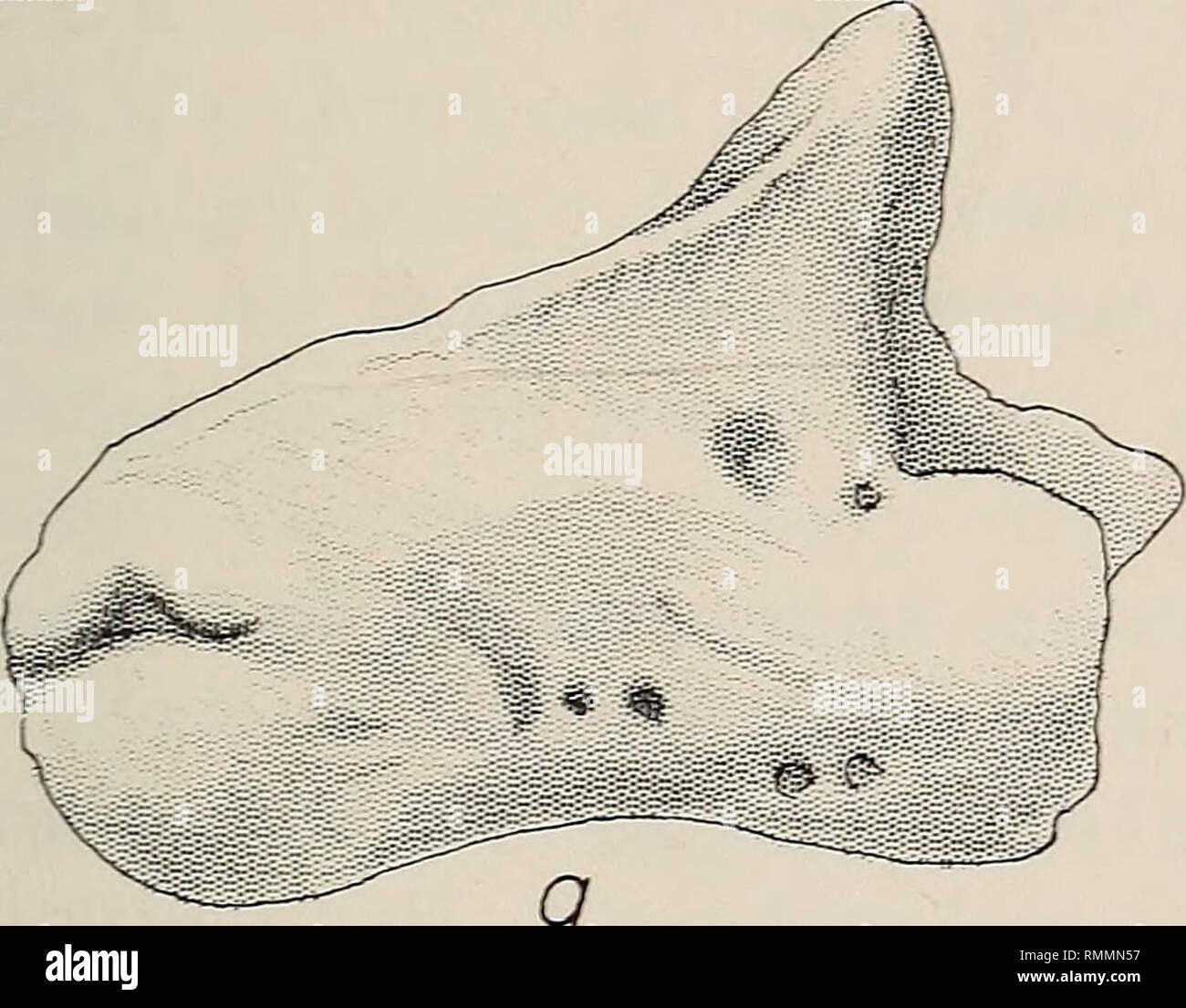 . Annals of the South African Museum = Annale van die Suid-Afrikaanse ...