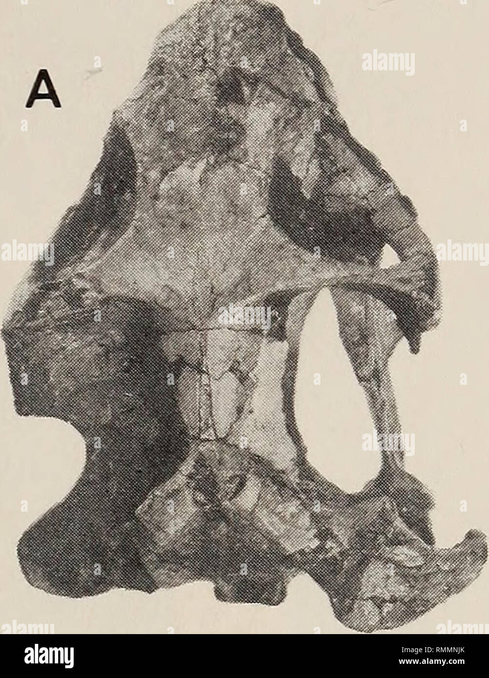 Dicynodonts hi-res stock photography and images - Alamy