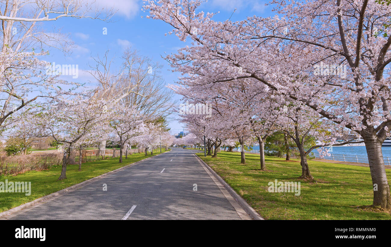 Road with cherry trees in bloom in East Potomac Park near the water ...
