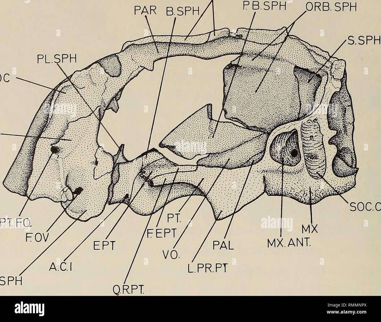 . Annals of the South African Museum = Annale van die Suid-Afrikaanse ...