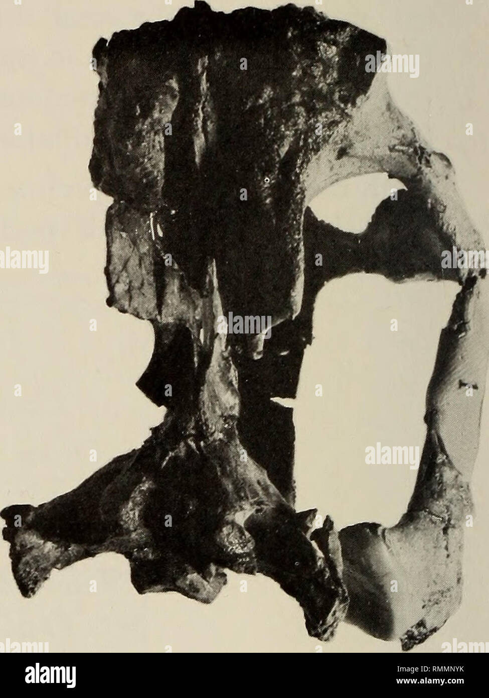 . Annals of the South African Museum = Annale van die Suid-Afrikaanse ...