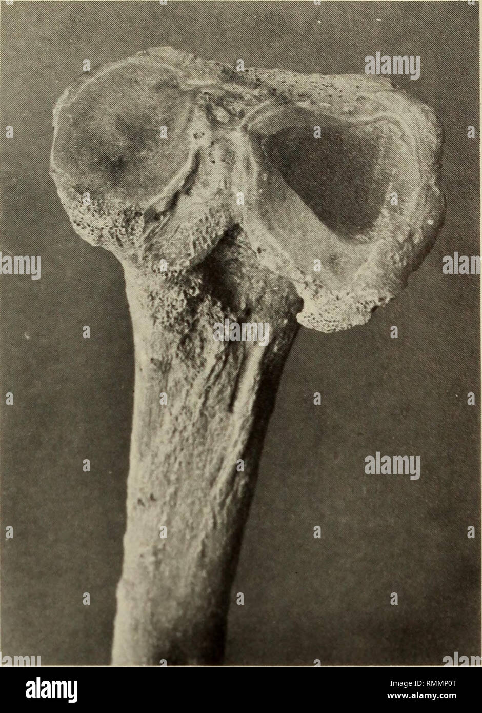 Eburnation hi-res stock photography and images - Alamy