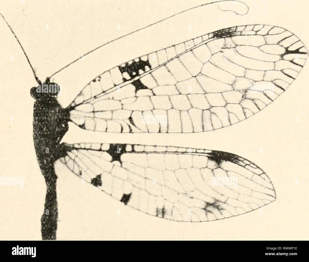 Blackish pterostigma hi-res stock photography and images - Alamy