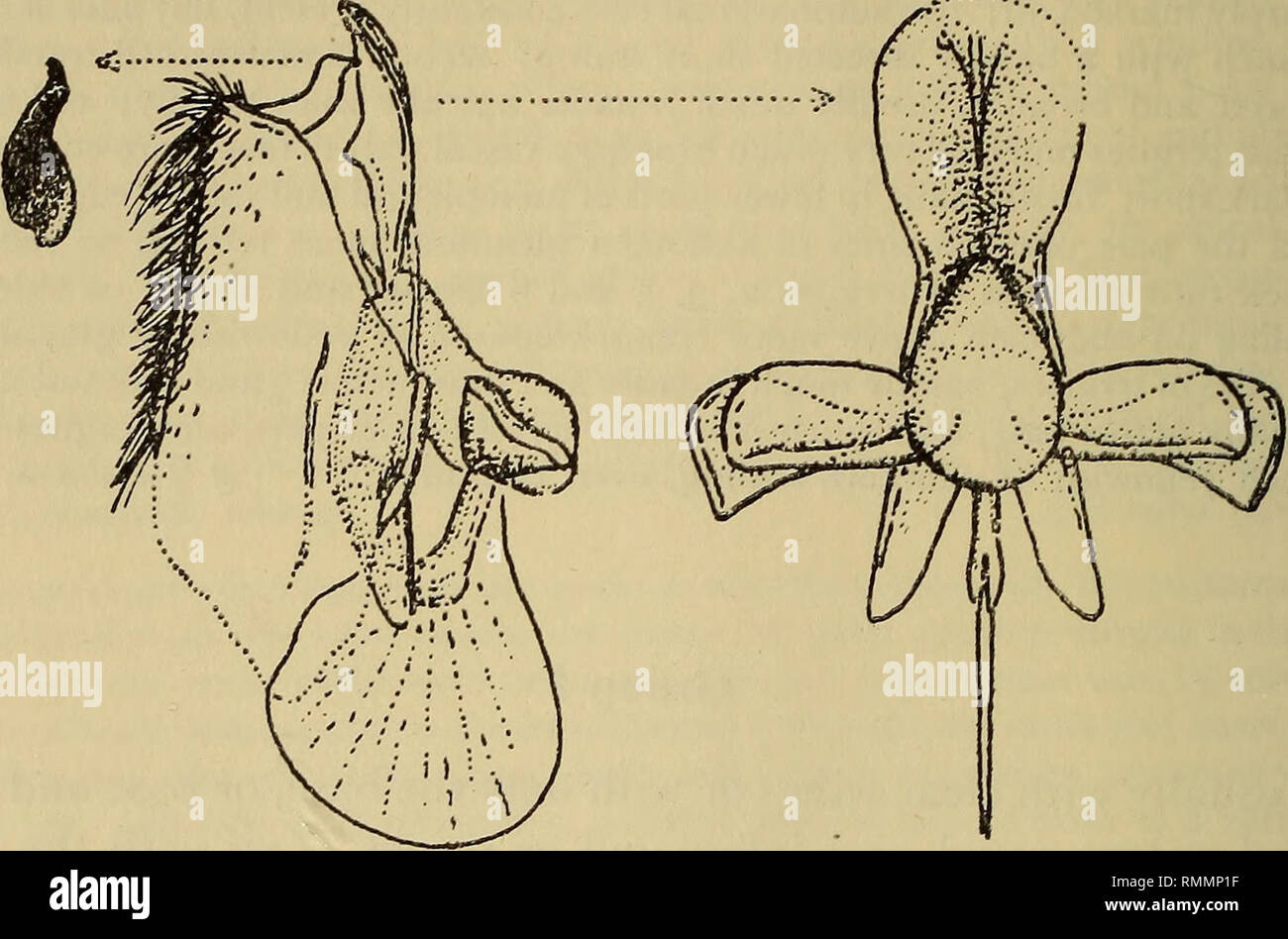. Annals of the South African Museum = Annale van die Suid-Afrikaanse ...