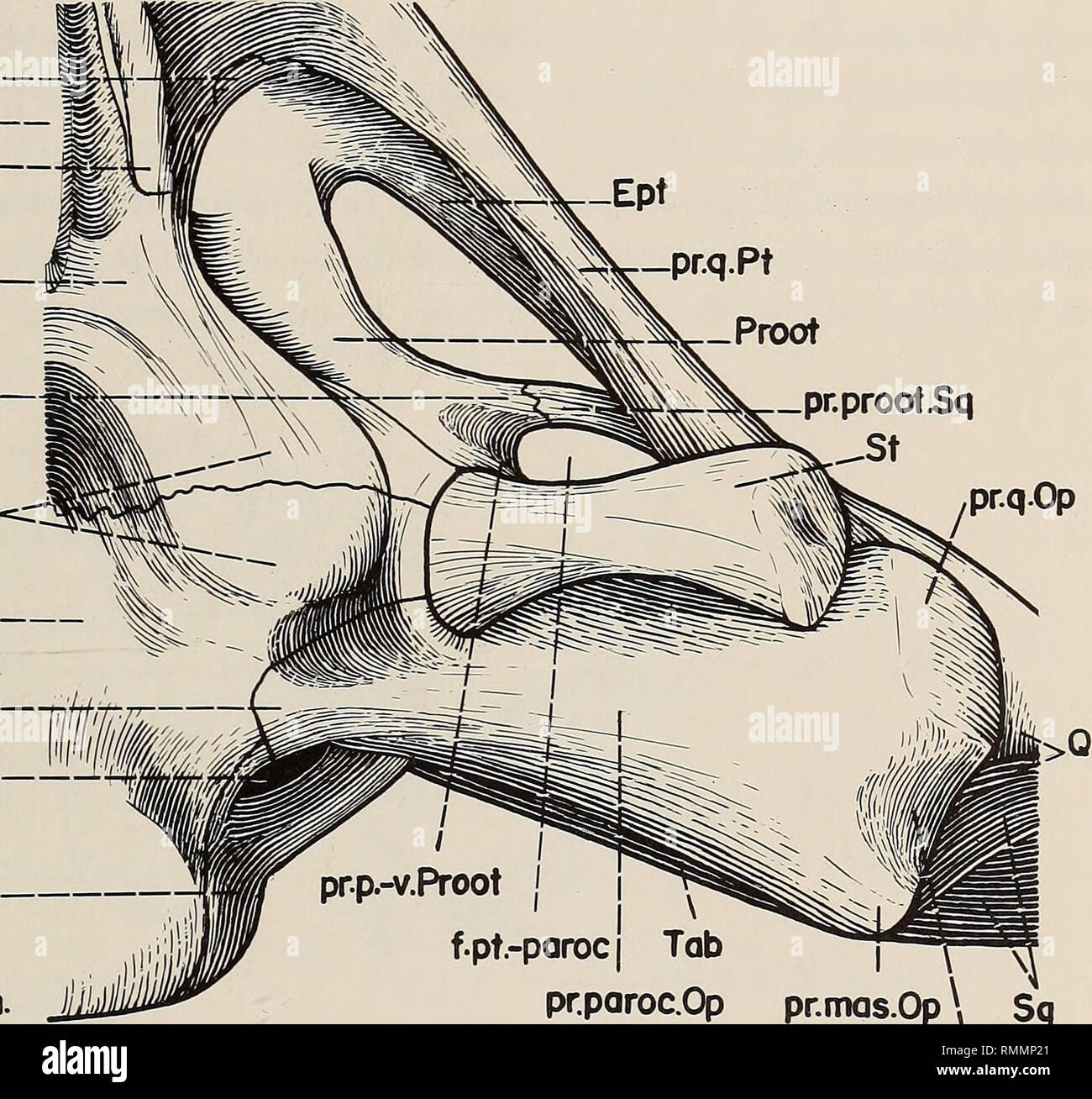 . Annals of the South African Museum = Annale van die Suid-Afrikaanse ...