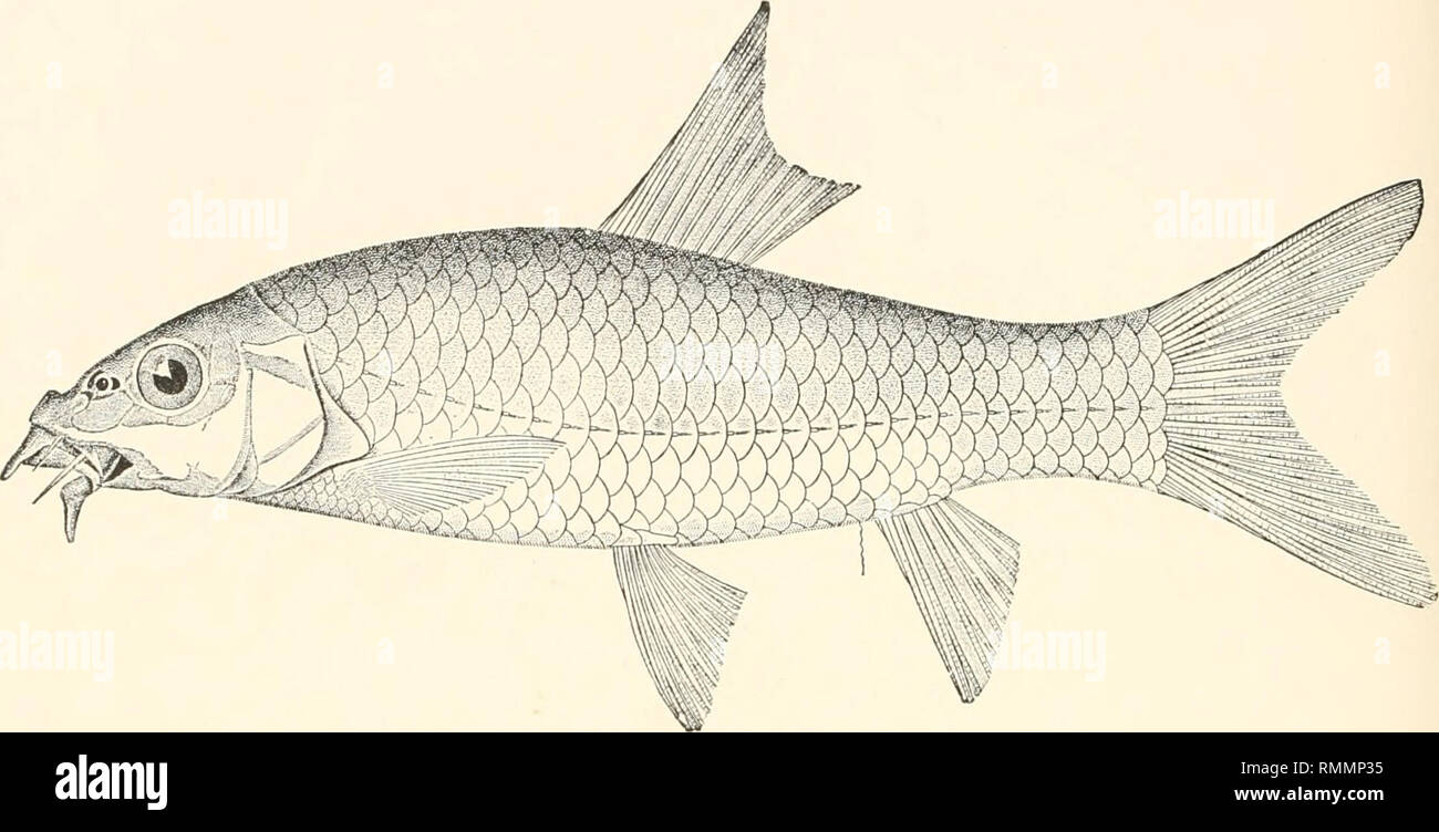 Types fish scales hi-res stock photography and images - Alamy