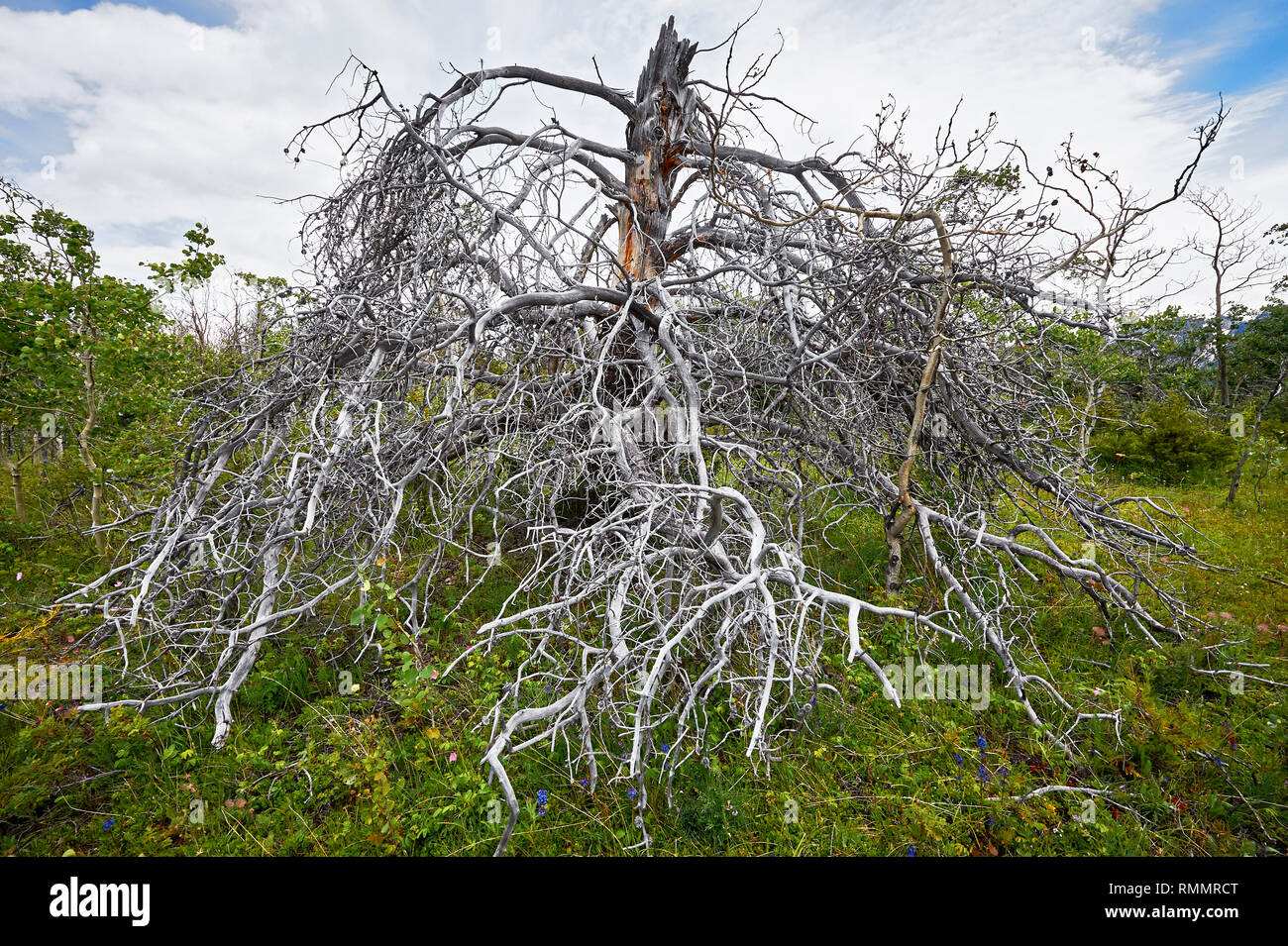 Dead tree, surrounded by lush green plants and flowers close to Chilko ...