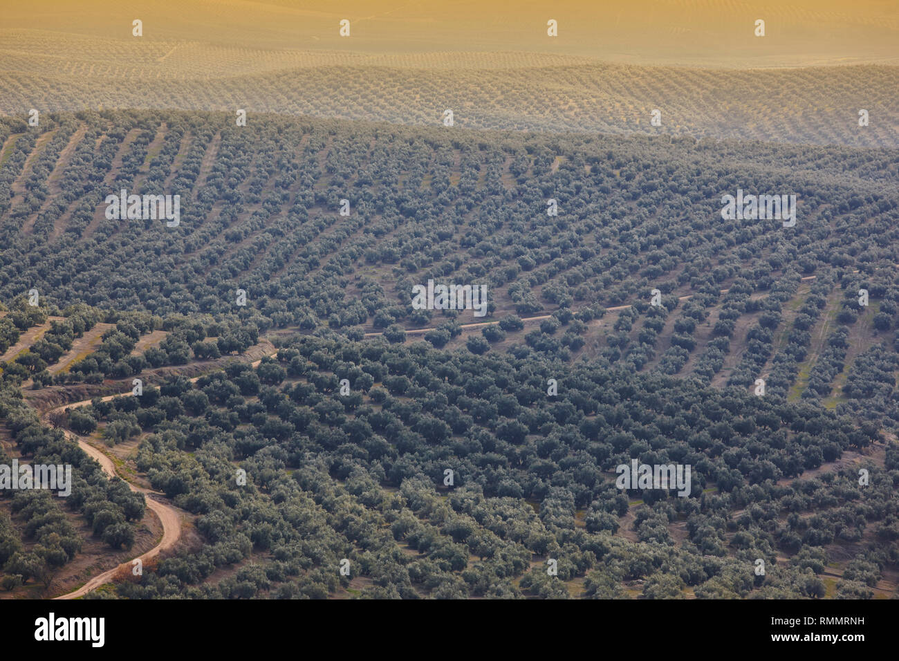 Olive tree fields in Andalusia. Spanish agricultural harvest landscape ...
