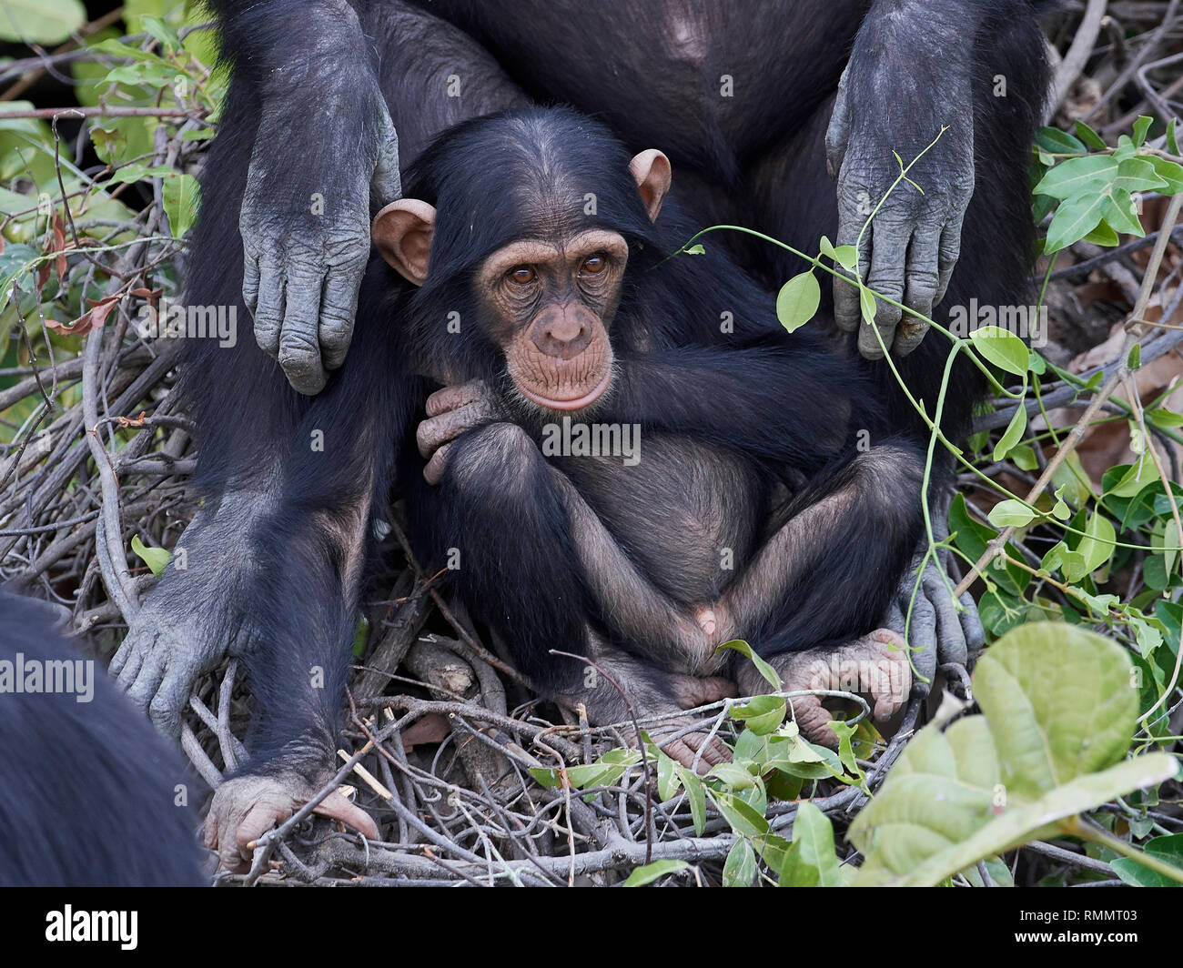 Chimpanzee rehabilitation project hi-res stock photography and images ...