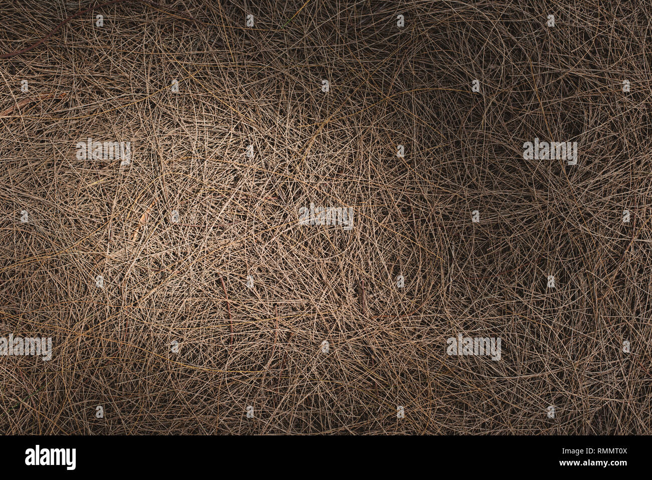 full frame image of a fallen twigs on ground with sunlight and shadows ...