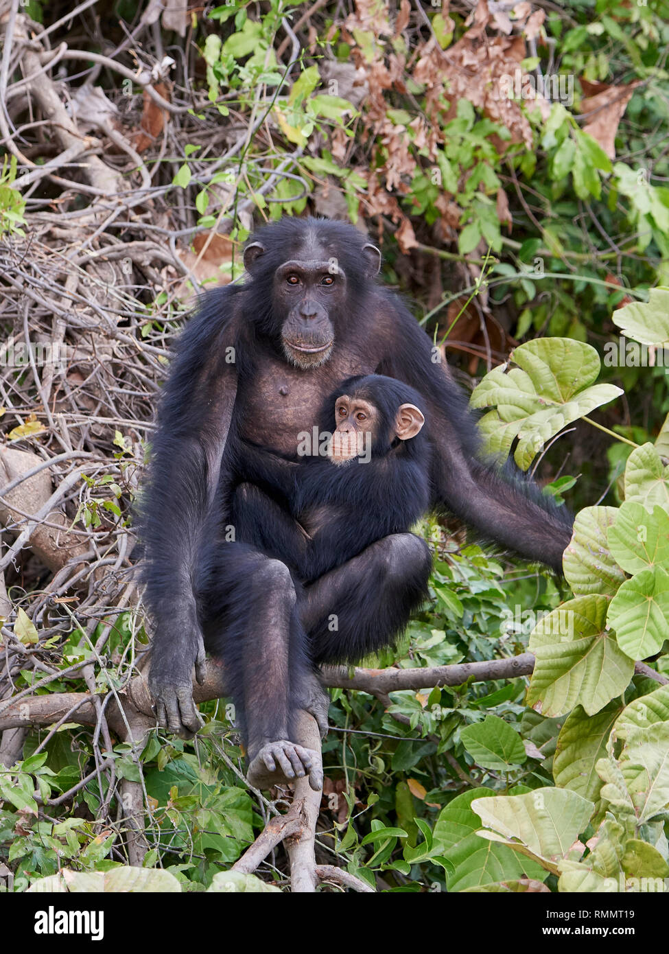 Chimpanzee in its natural habitat on Baboon Islands in The Gambia Stock ...