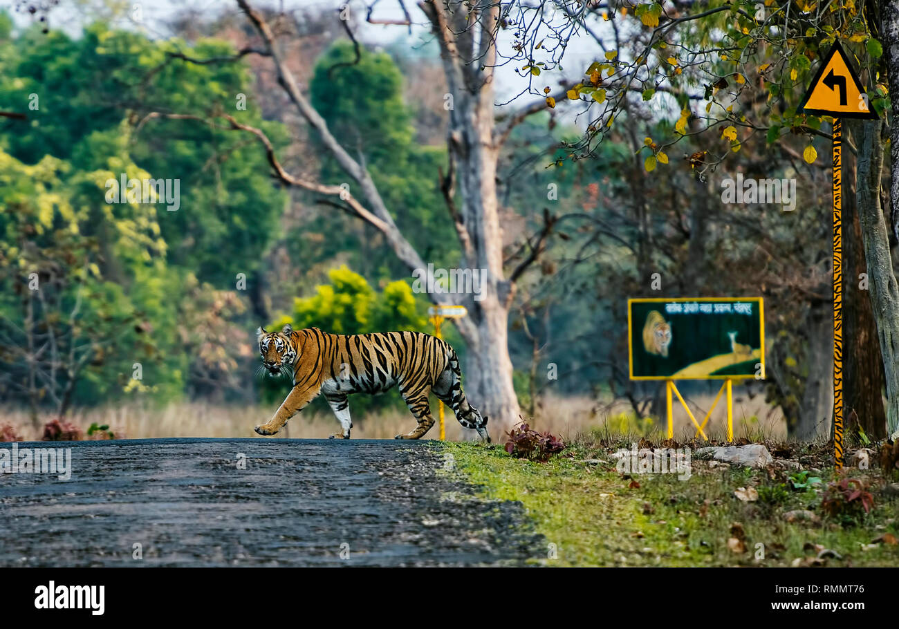Tiger Crossing Sign High Resolution Stock Photography and Images - Alamy