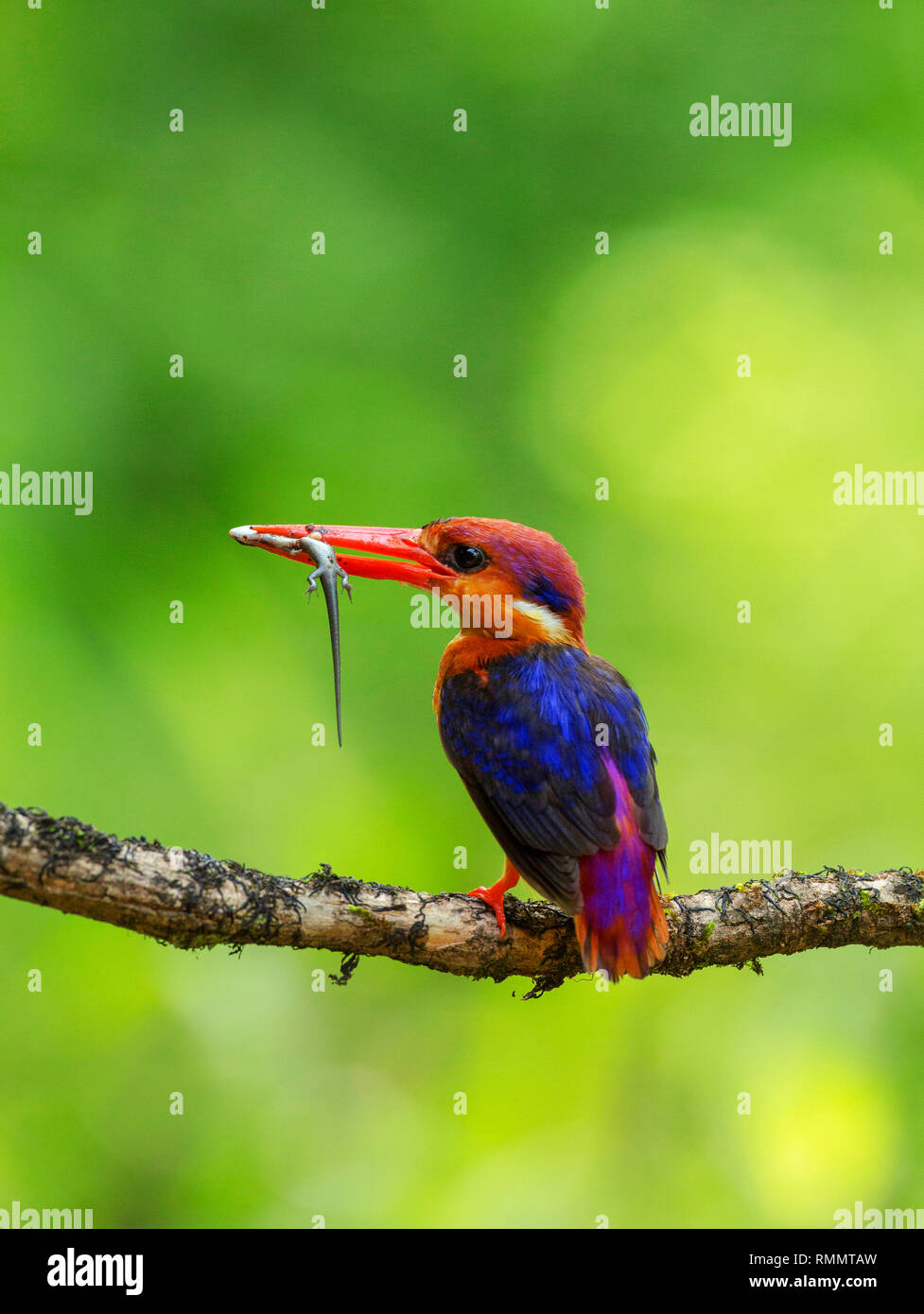 Oriental dwarf kingfisher, Ceyx erithaca with kill, Konkan, Maharashtra ...