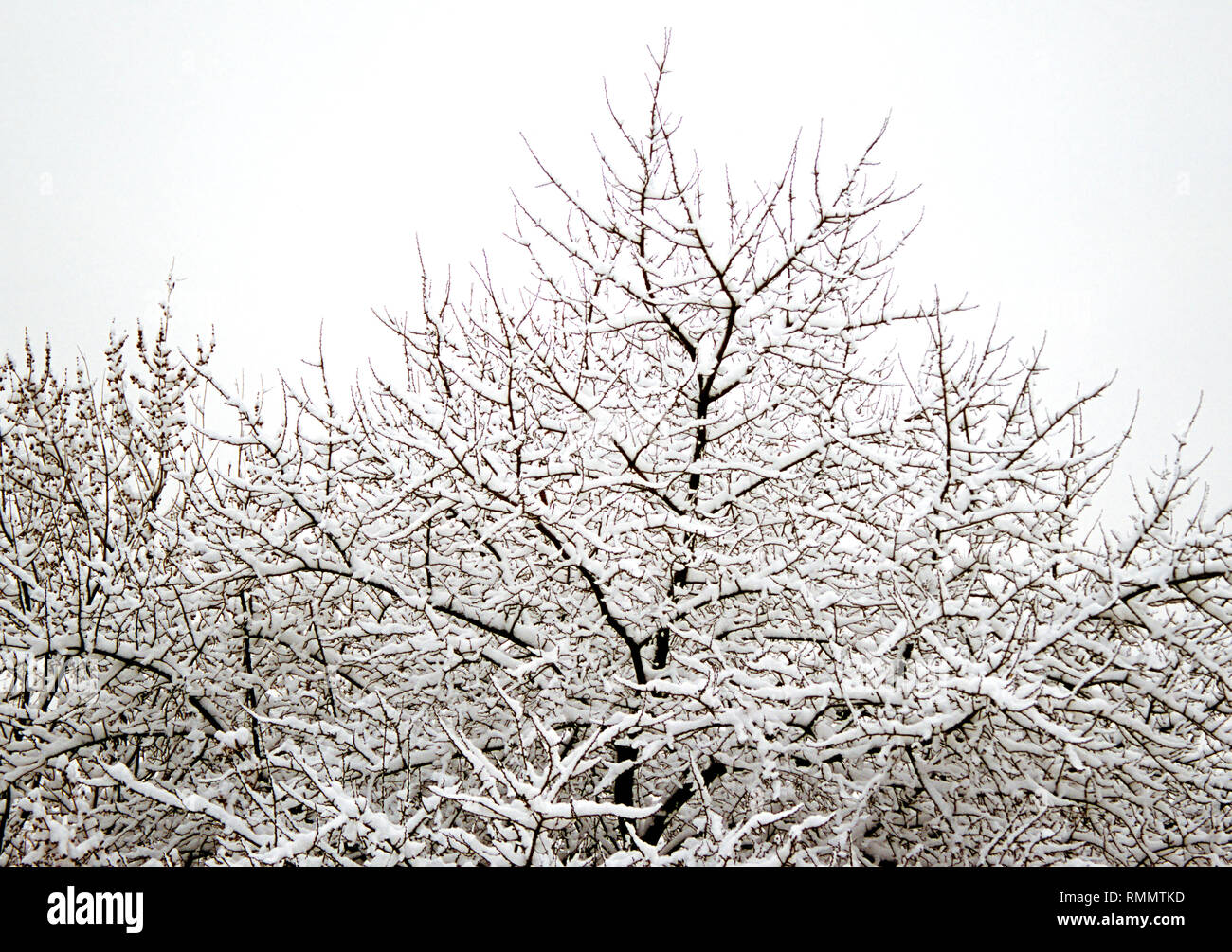 Snow On The Trees Stock Photo - Alamy