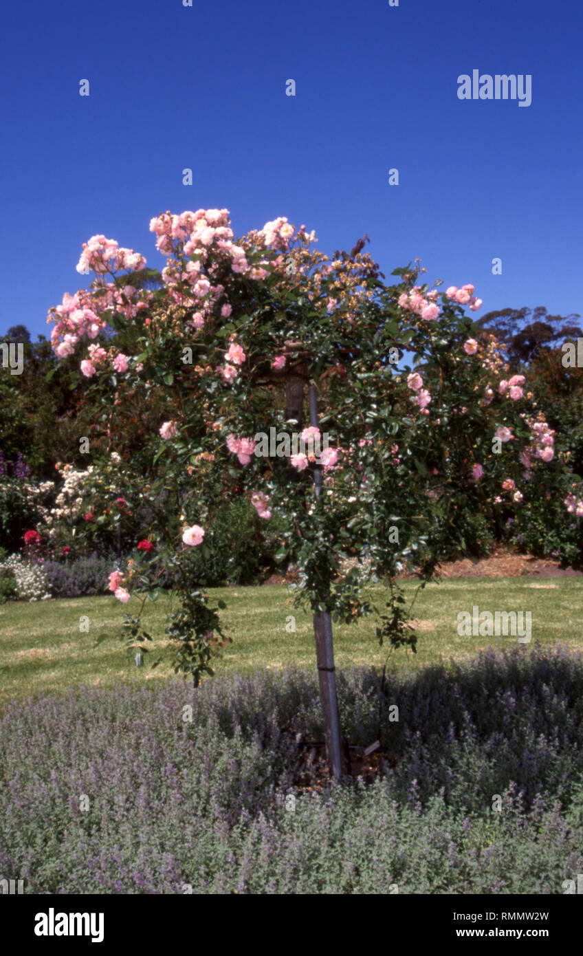 STANDARD PINK ROSE BUSH (ROSA) IN THE CENTRE OF A CIRCULAR GARDEN OF ...