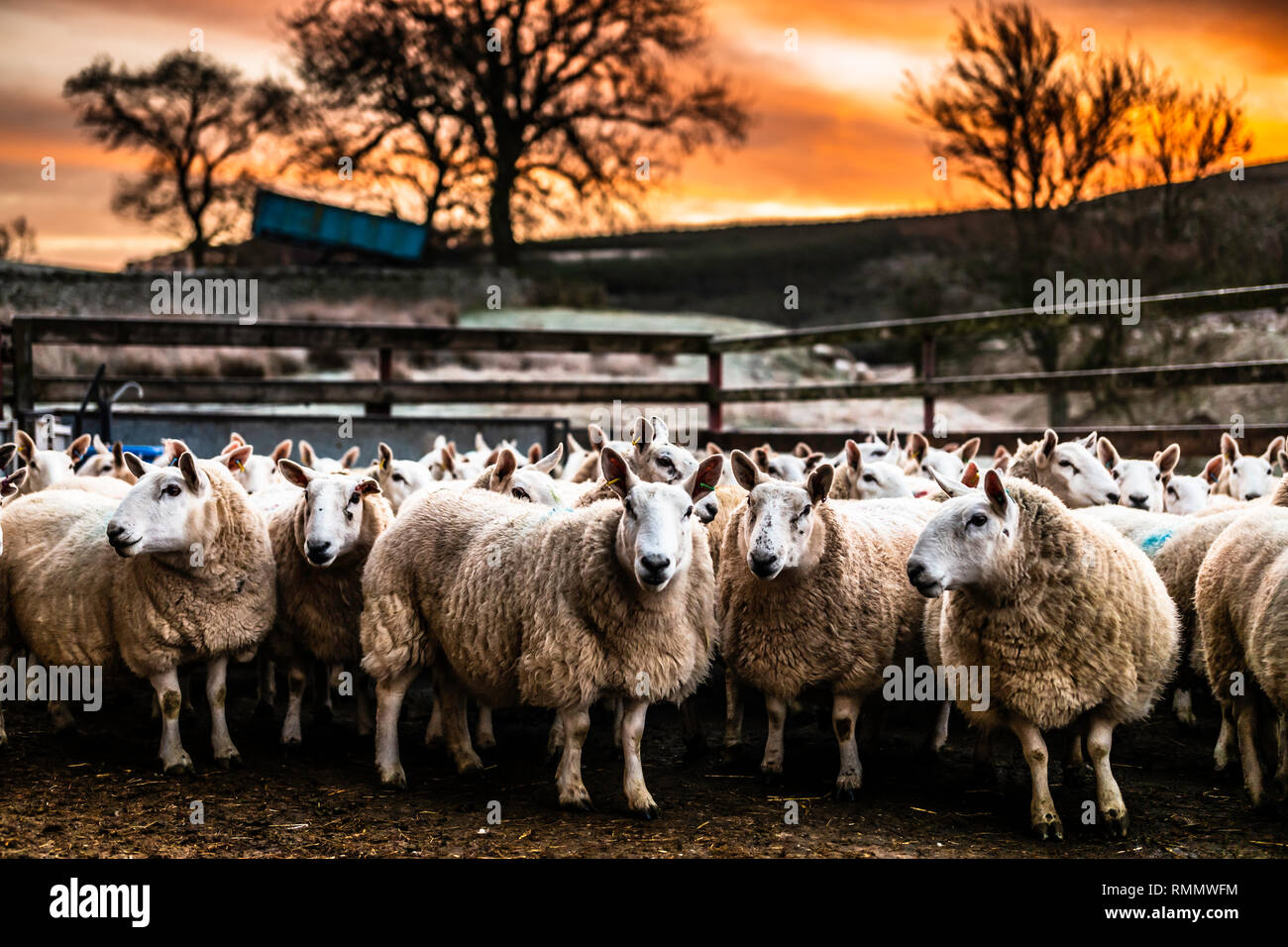 Flock Of Sheep High Resolution Stock Photography and Images - Alamy