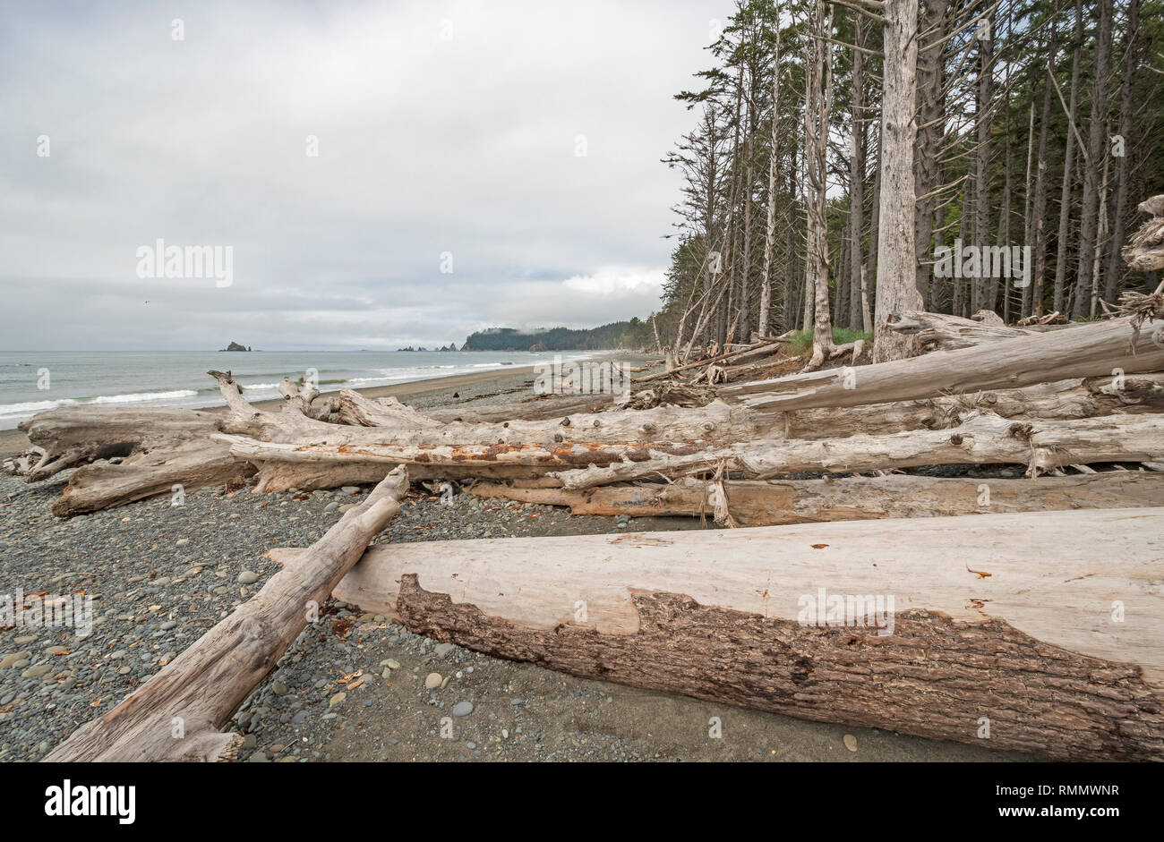 Giant Logs on a Remote Ocean Shore on Rialto Beach in Olympic National ...