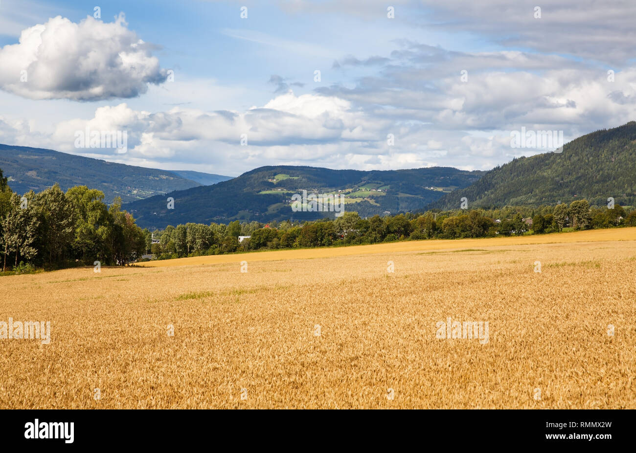 Landscape with wheat field, village and sky in Norway Stock Photo - Alamy