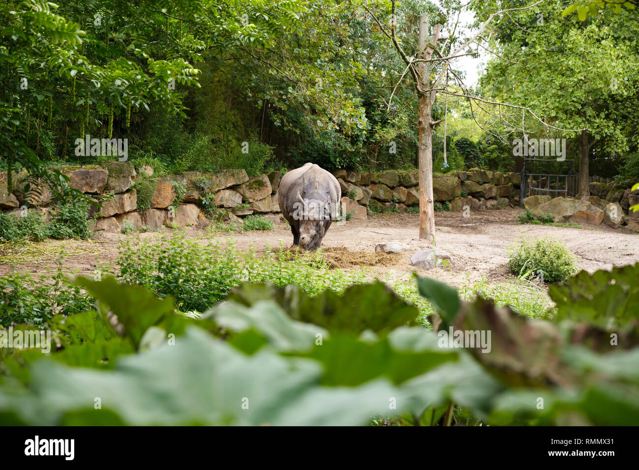 The big rhinoceros eating the food in zoo Stock Photo - Alamy